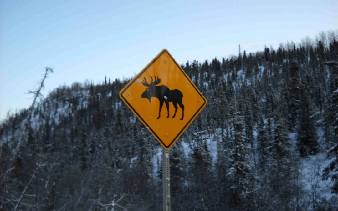 Moose Sign Alaska Do Moose Really Walk The Streets Of Alaskan Cities?